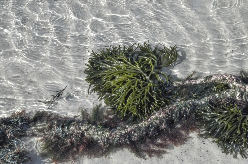 Bunker, Brodie, Maggs & Bunker (2017) - Seaweeds of Britain and Ireland