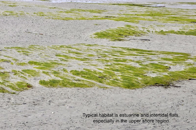 Brodie, Maggs & John (2007) - Green Seaweeds of Britain and Ireland